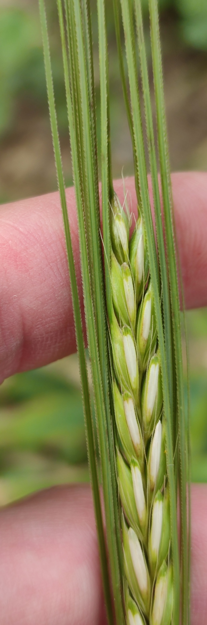 Triticum aestivum L.