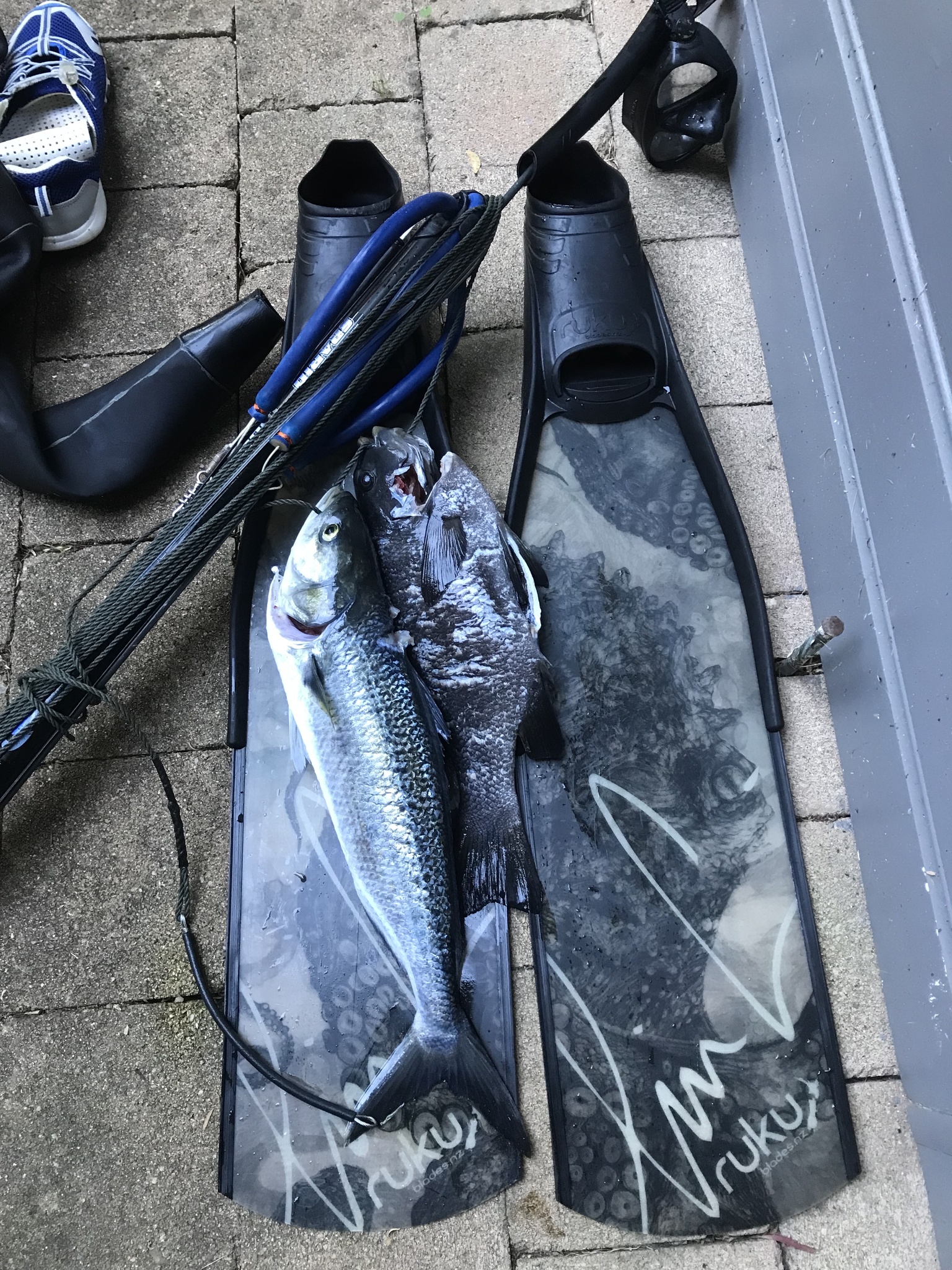 Girella elevata Macleay, 1881