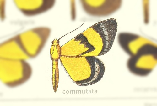 Celerena commutata · iNaturalist