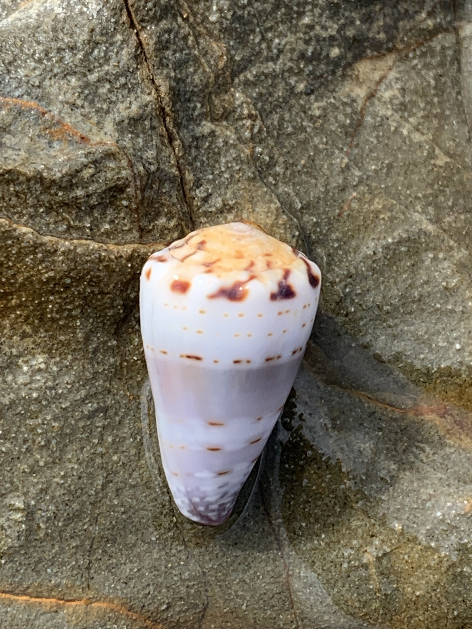 Conus musicus Hwass, 1792