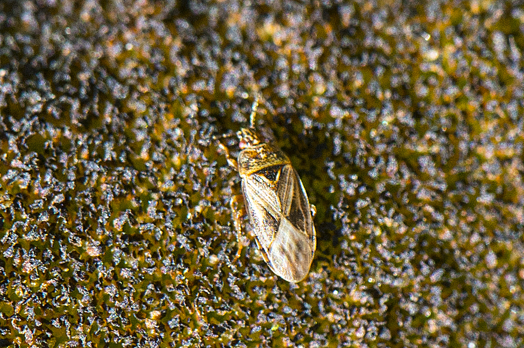Bulrush Bug from 4160 Herlufmagle, Danmark on August 6, 2015 at 11:12 ...