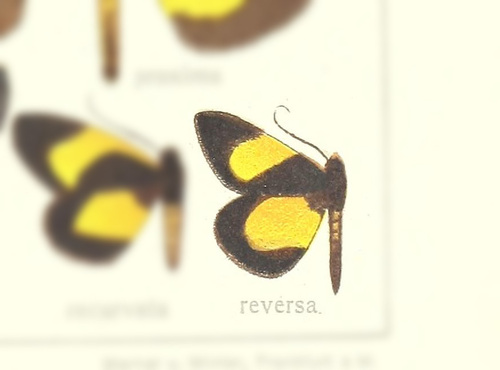 Celerena reversa · iNaturalist