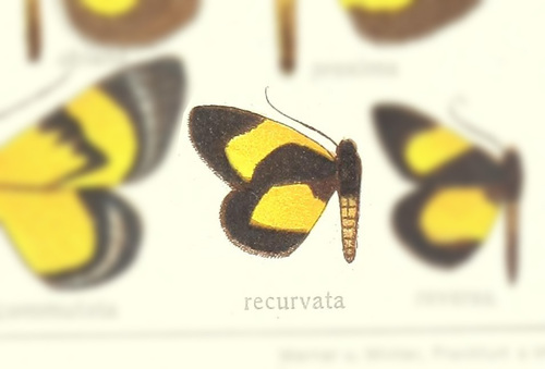 Celerena recurvata · iNaturalist