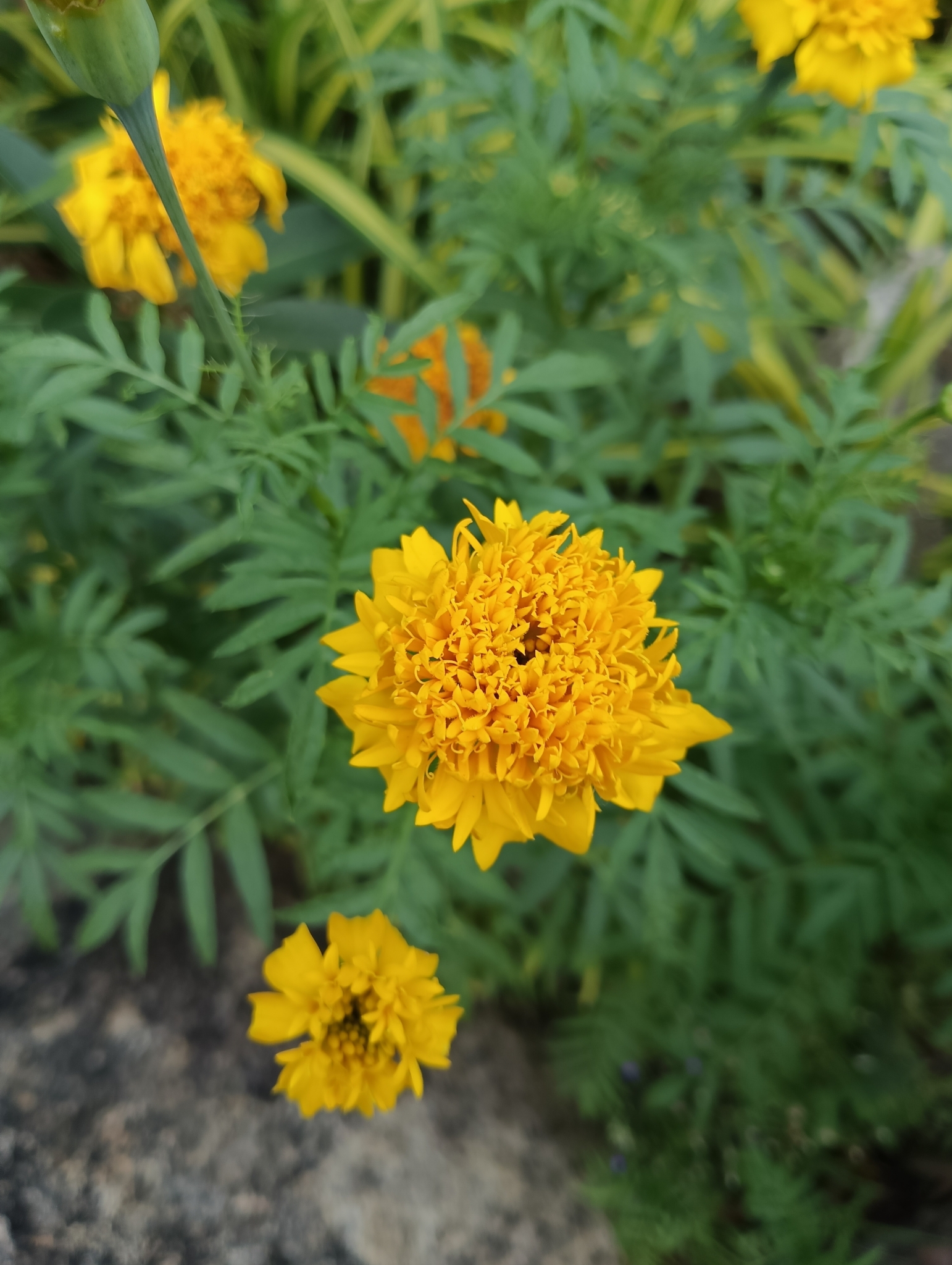 Tagetes erecta L.
