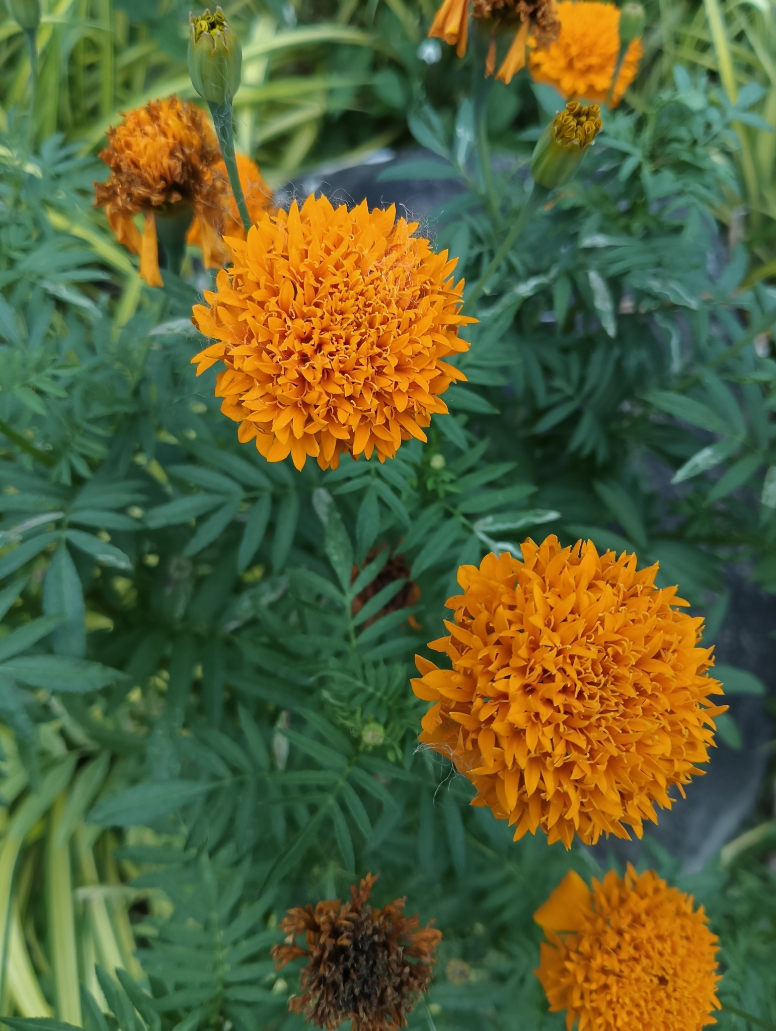 Tagetes erecta L.