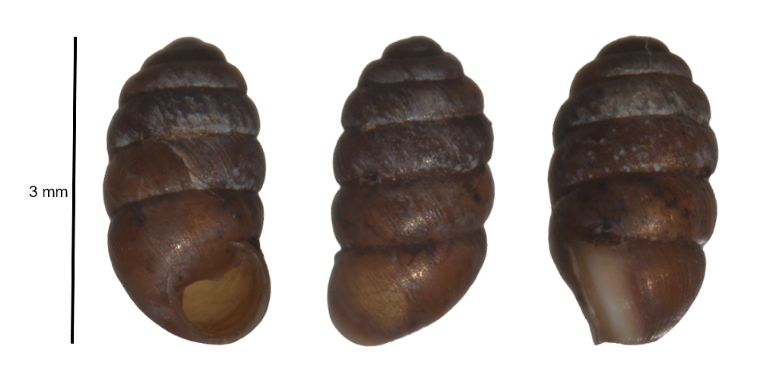 Pupilla muscorum (Linnaeus, 1758)