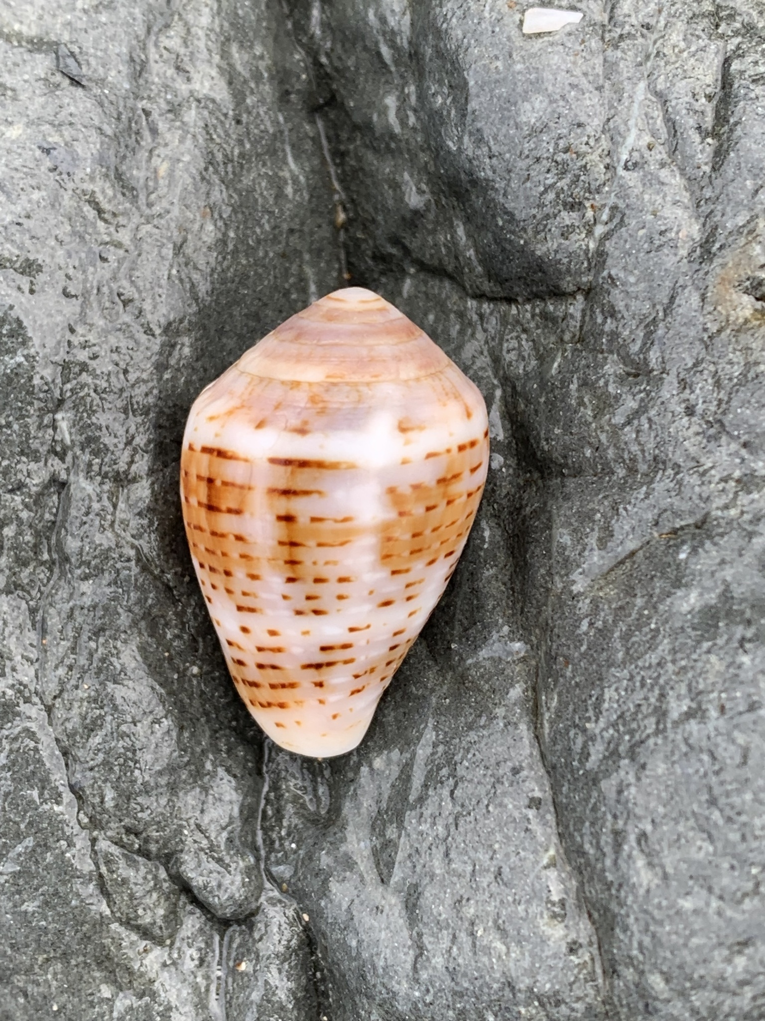 Conus coronatus Gmelin, 1791
