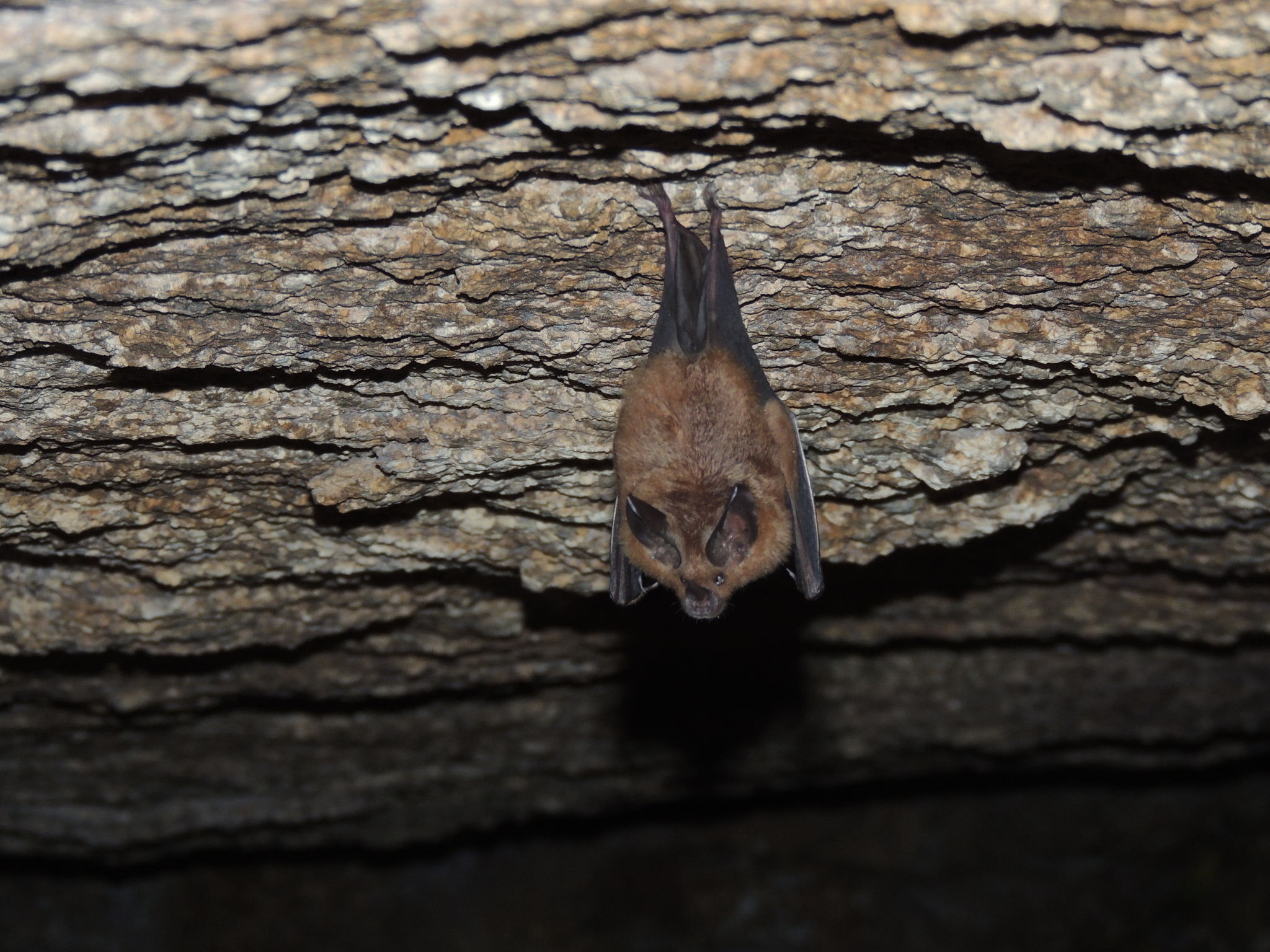 Mimon bennettii (Gray, 1838)