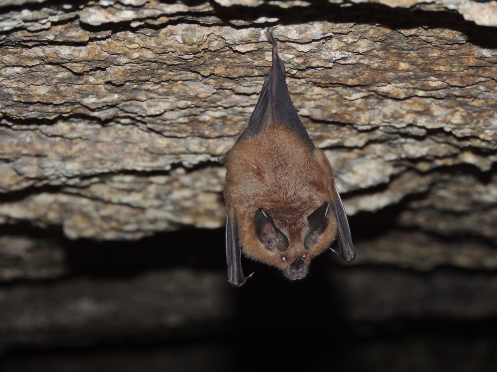 golden bat (Mimon bennettii) - Know Your Mammals
