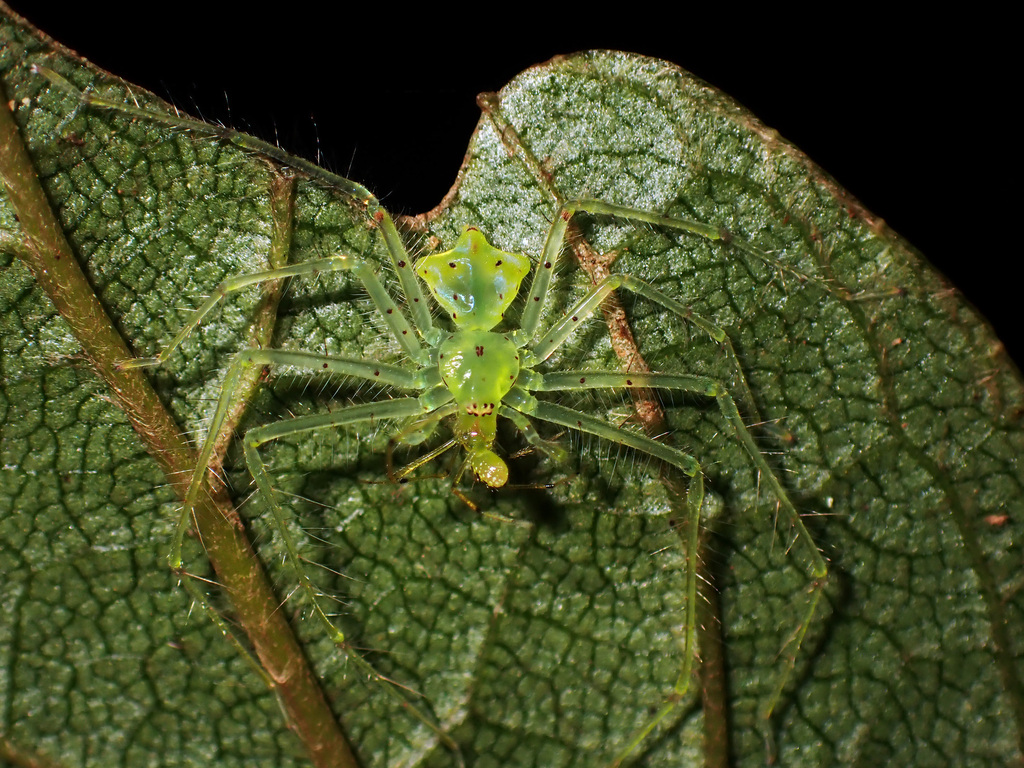 Triangular Bakala from Dumbea, New Caledonia on March 13, 2023 at 10:17 ...