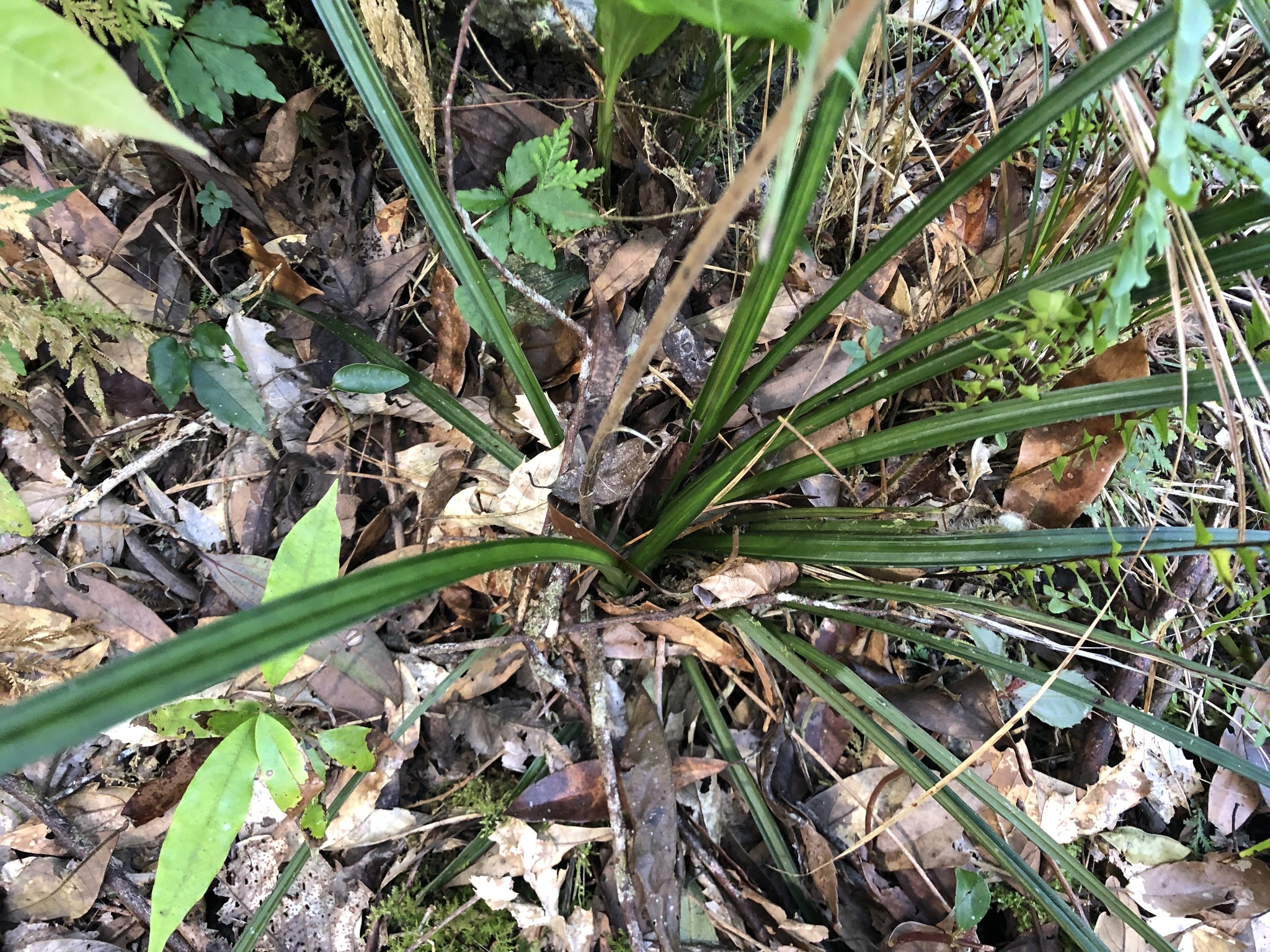 Calanthe davidii Franch.