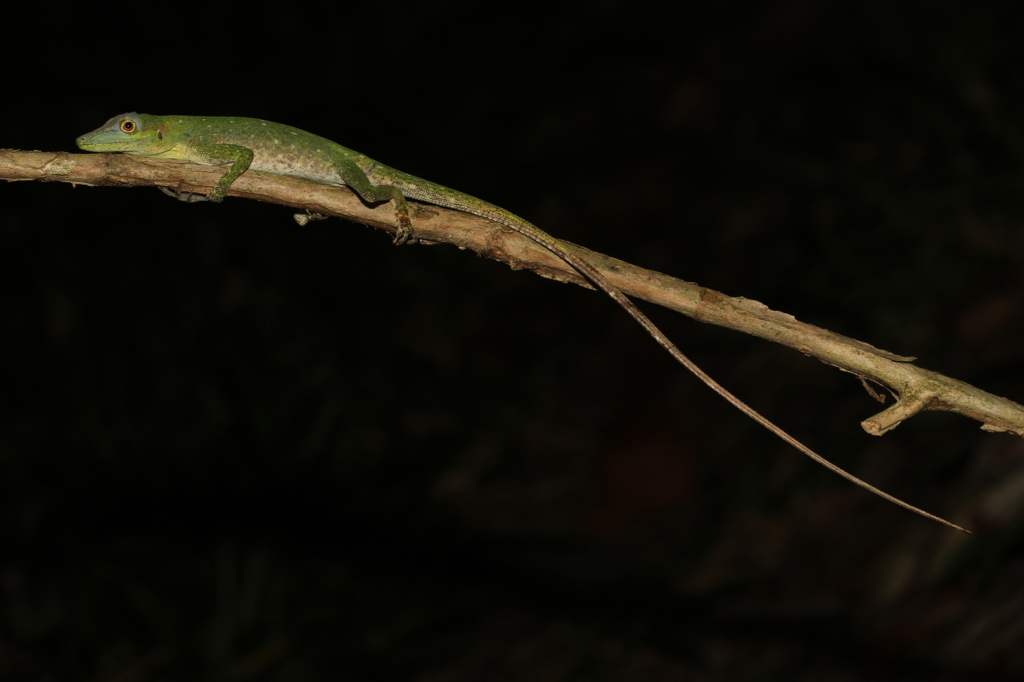 Anolis punctatus Daudin, 1802