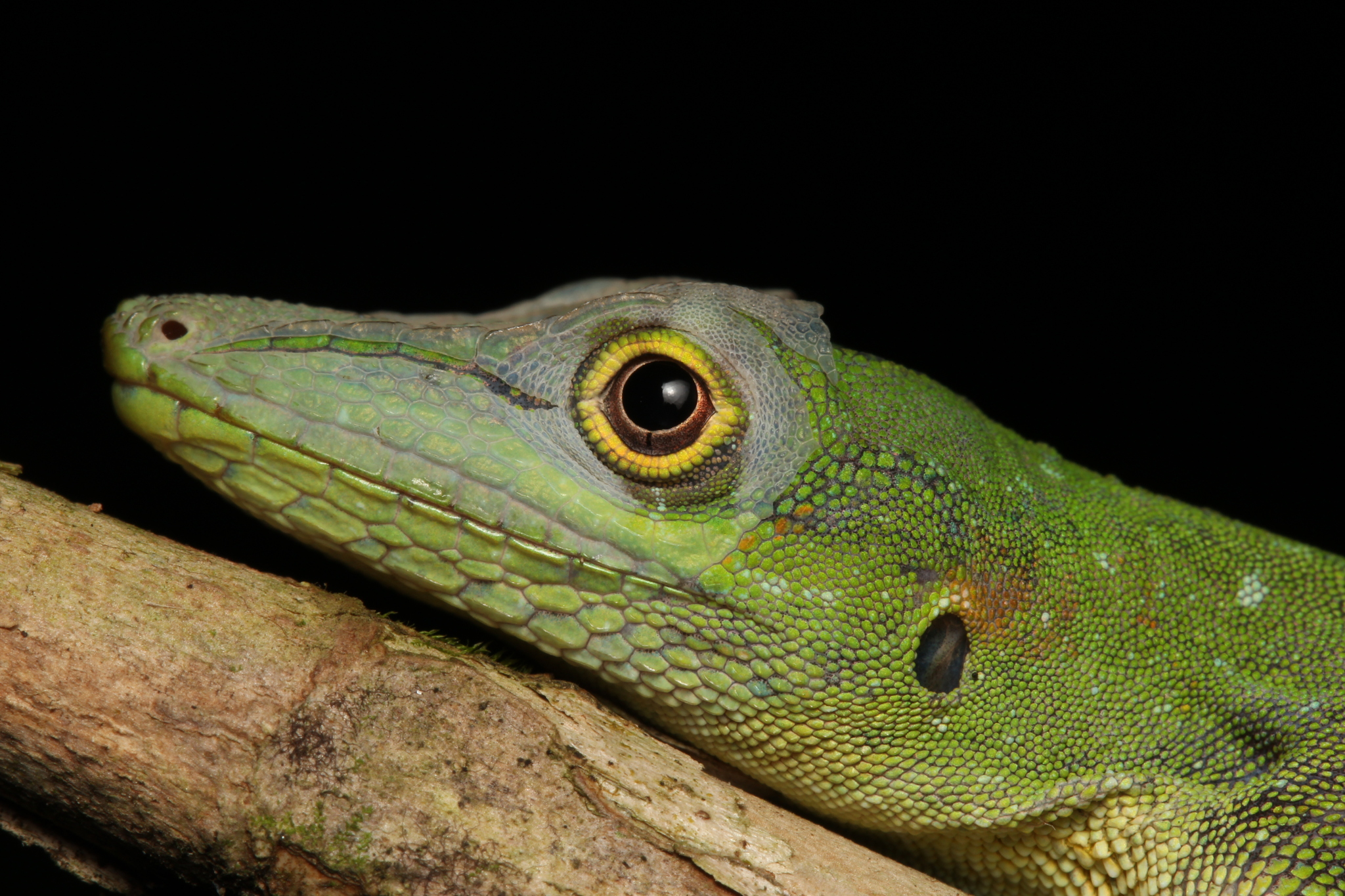 Anolis punctatus Daudin, 1802