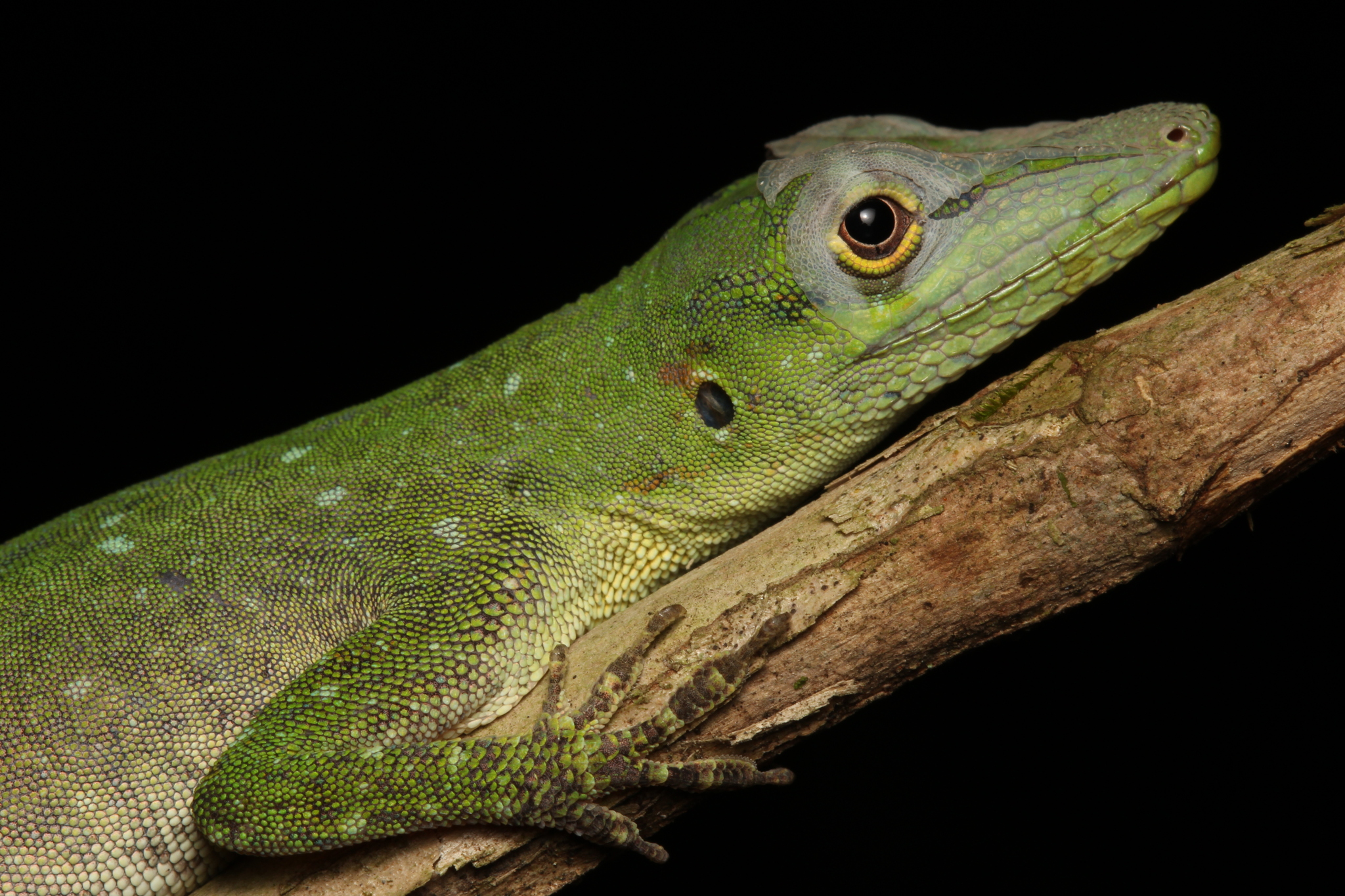 Anolis punctatus Daudin, 1802