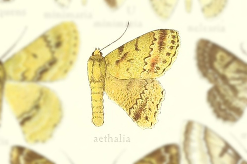 Herochroma aethalia · iNaturalist