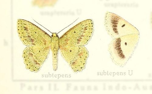 Herochroma subtepens · iNaturalist United Kingdom