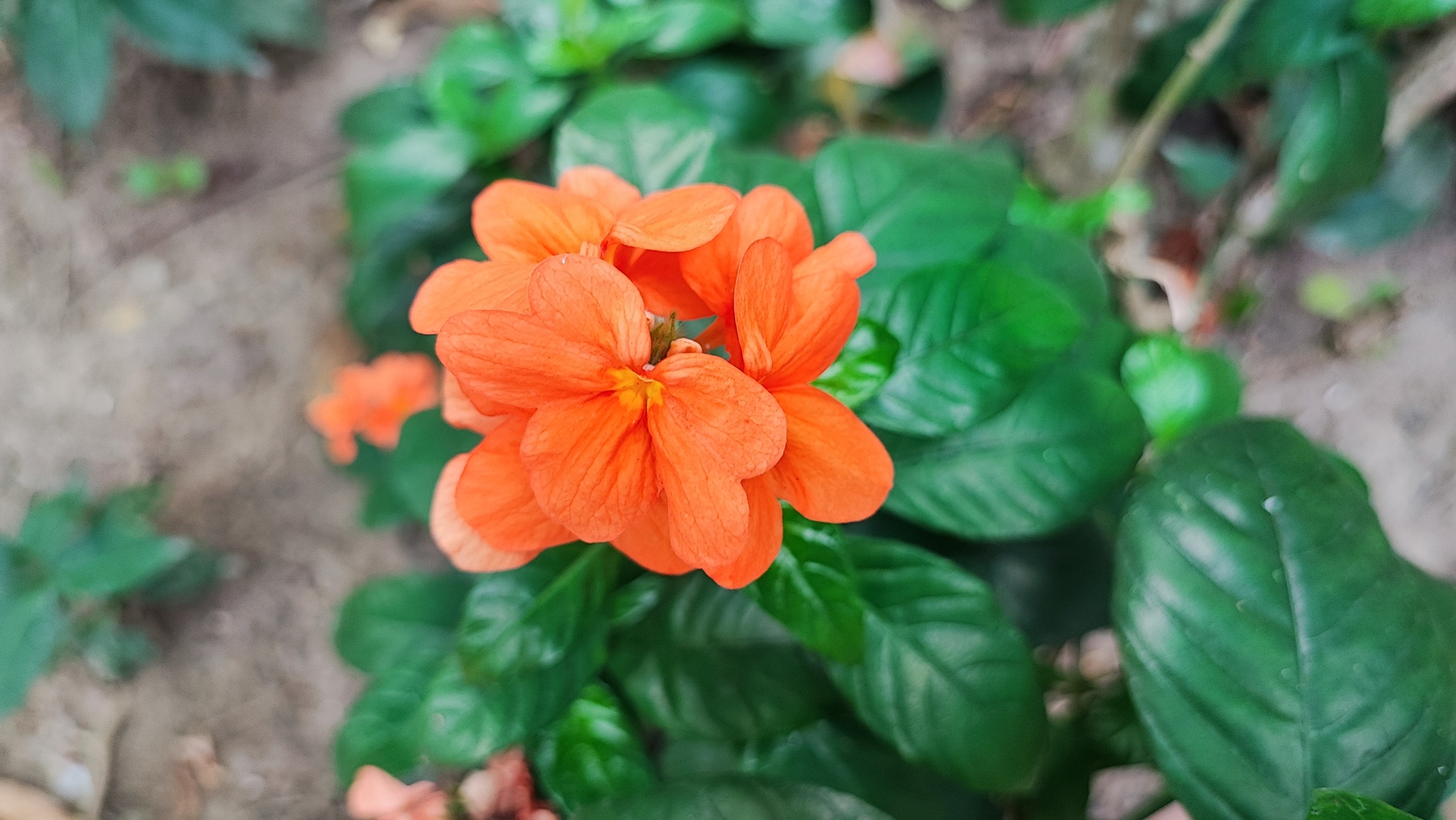 Crossandra infundibuliformis (L.) Nees
