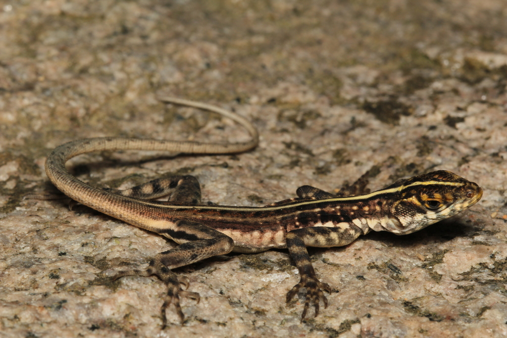 Striped Lava Lizard in March 2023 by a_f_r · iNaturalist