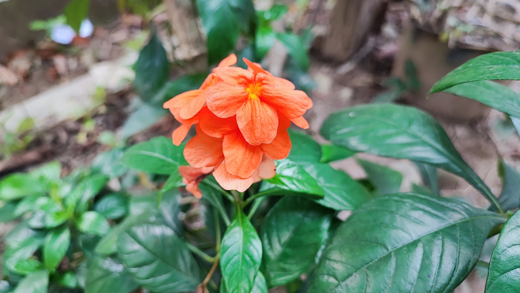 Crossandra infundibuliformis (L.) Nees