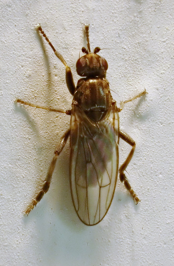 Lesser Dung Flies from Silverleaf Terrace, Richmond, VA 23236, USA on ...