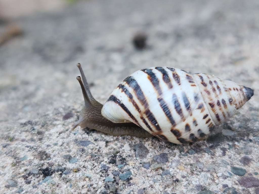Drymaeus poecilus from Av. H. Yrigoyen 434, La Merced, Salta, Argentina ...