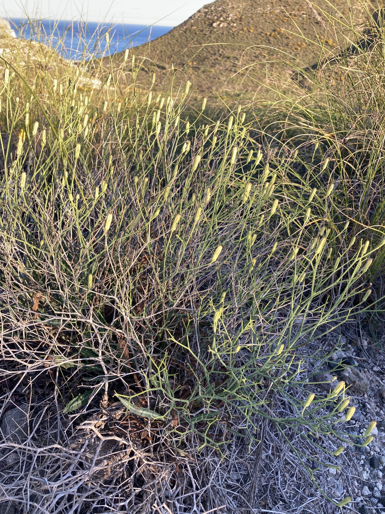 Launaea lanifera Pau