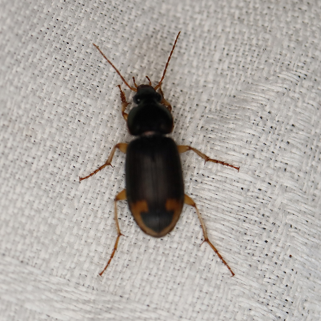 Chlaenius hamifer from Witta QLD 4552, Australia on March 24, 2023 at ...