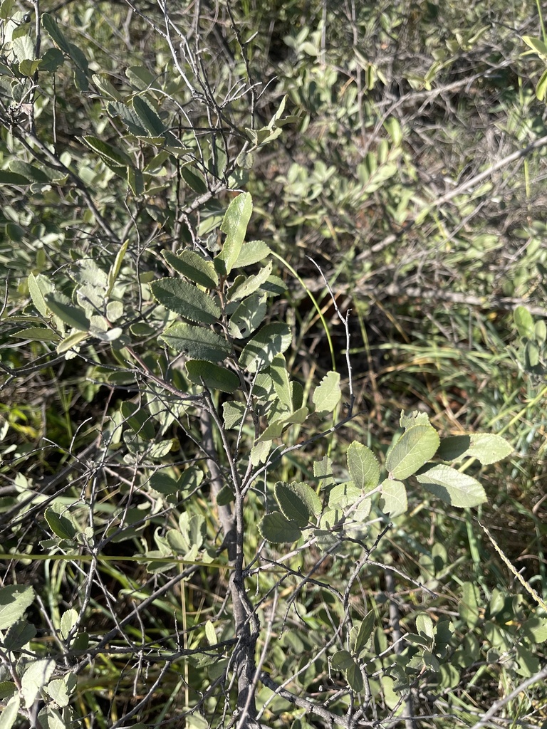 Grey Raisin (Plants of the Matopos) · iNaturalist