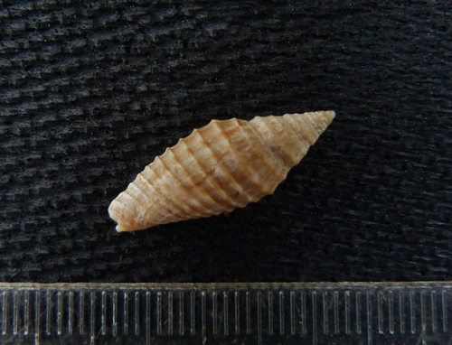 Subcancilla funiculata · iNaturalist United Kingdom