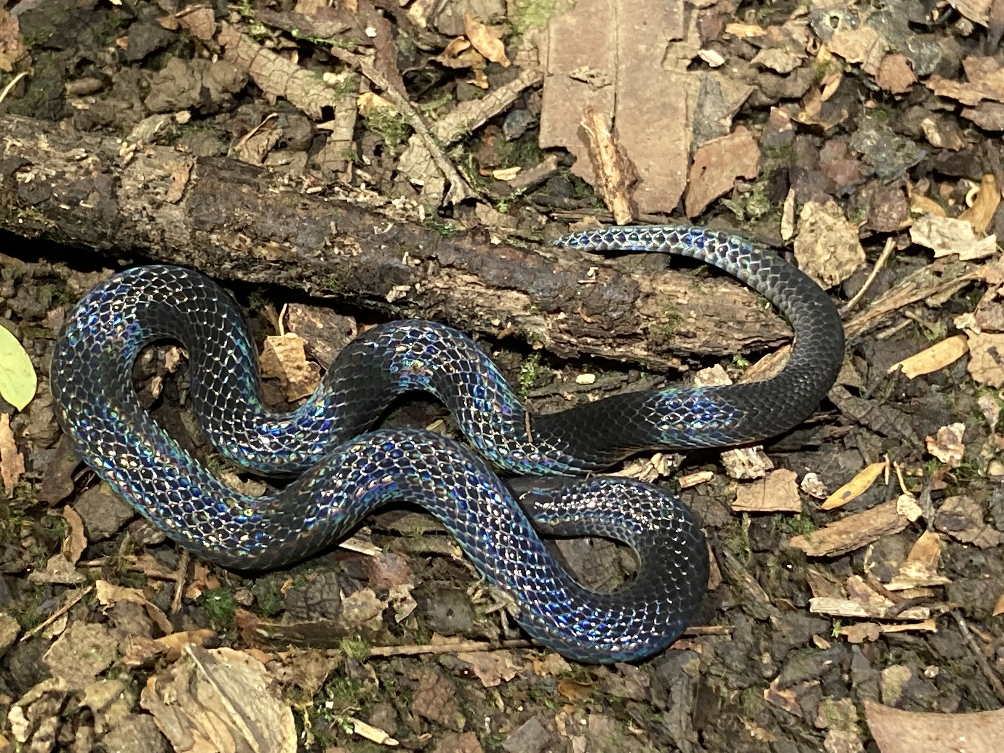 Geophis hoffmanni (Peters, 1859)