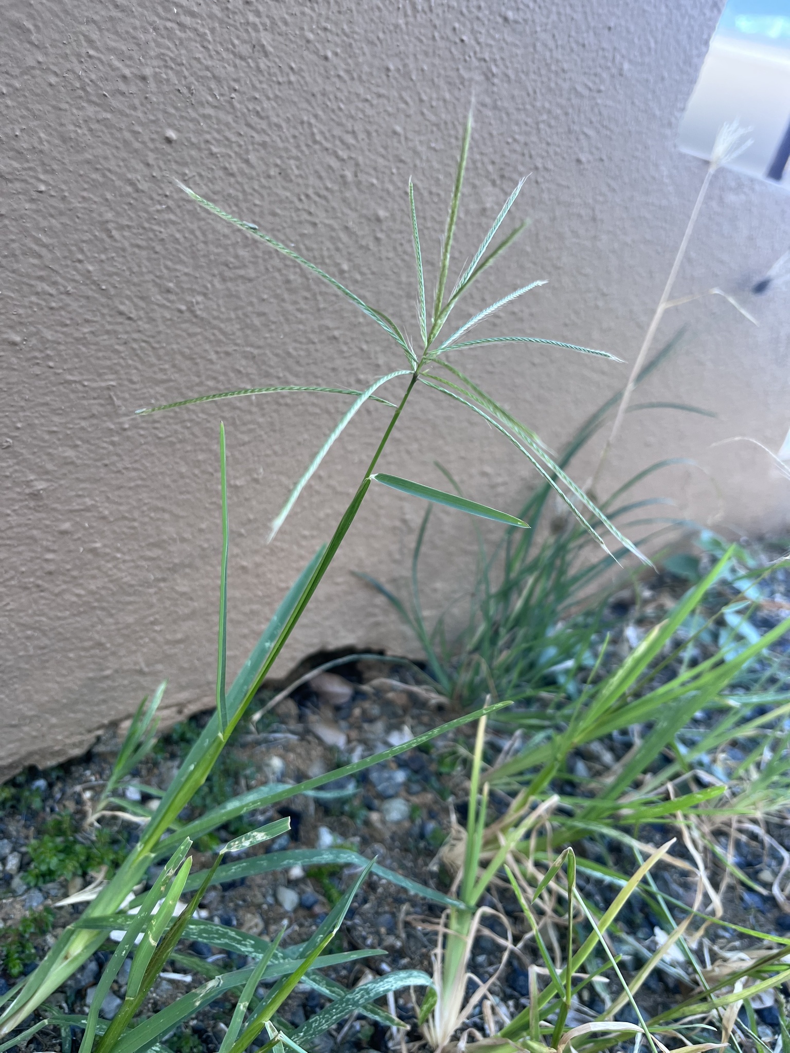 Chloris radiata (L.) Sw.