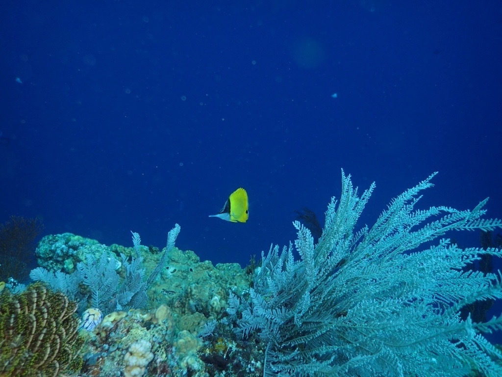 Forceps Butterflyfish from Manado, Bunaken (Laut), Sulawesi Utara ...