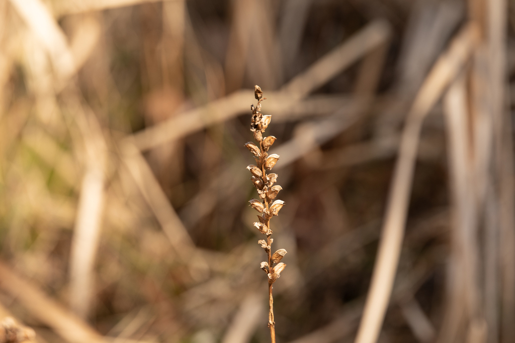 swamp lousewort from Monroe County, NY, USA on February 12, 2023 at 02: ...