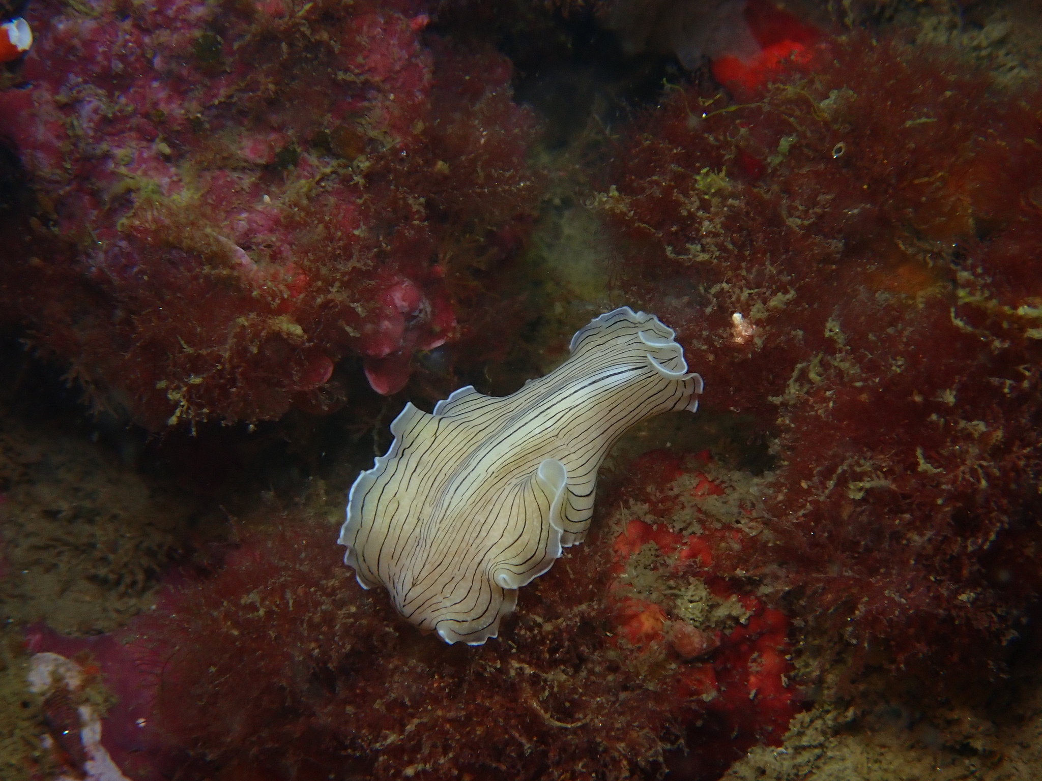 Euryleptidae
