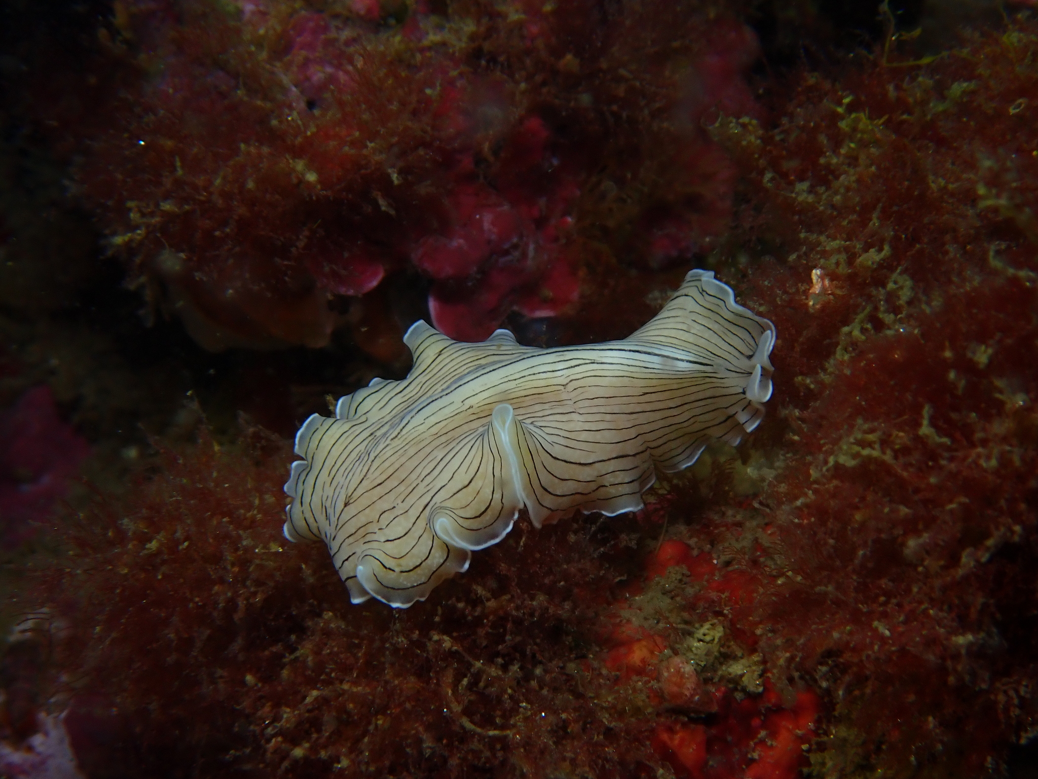 Euryleptidae
