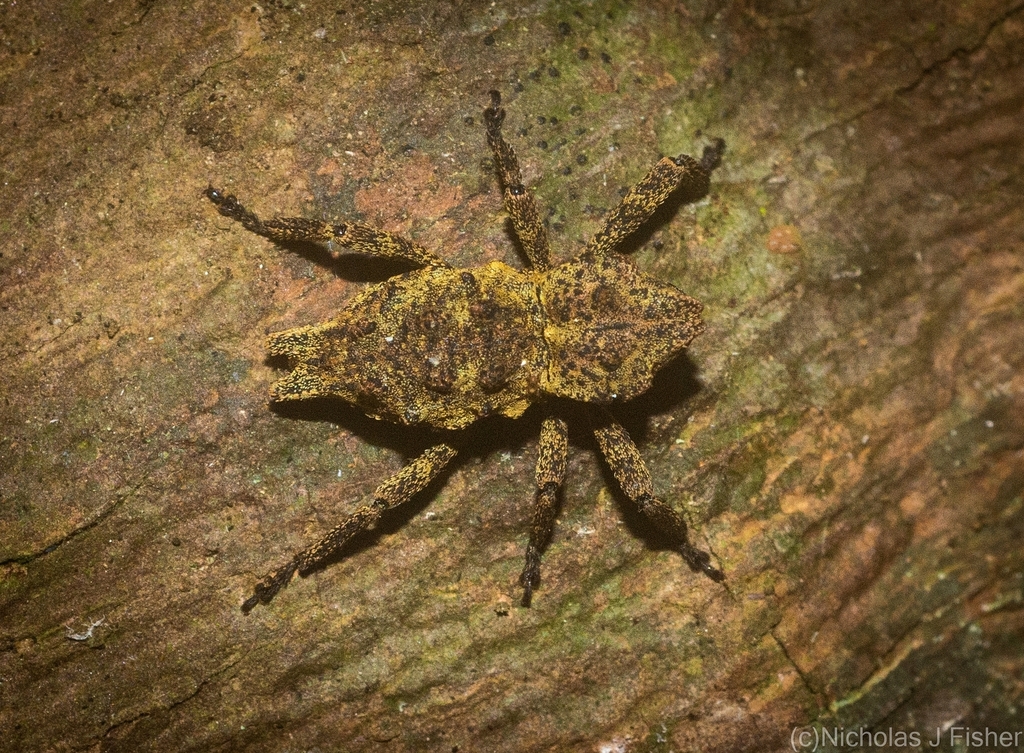 Poropterus jekeli from Tamborine Mountain QLD 4272, Australia on ...