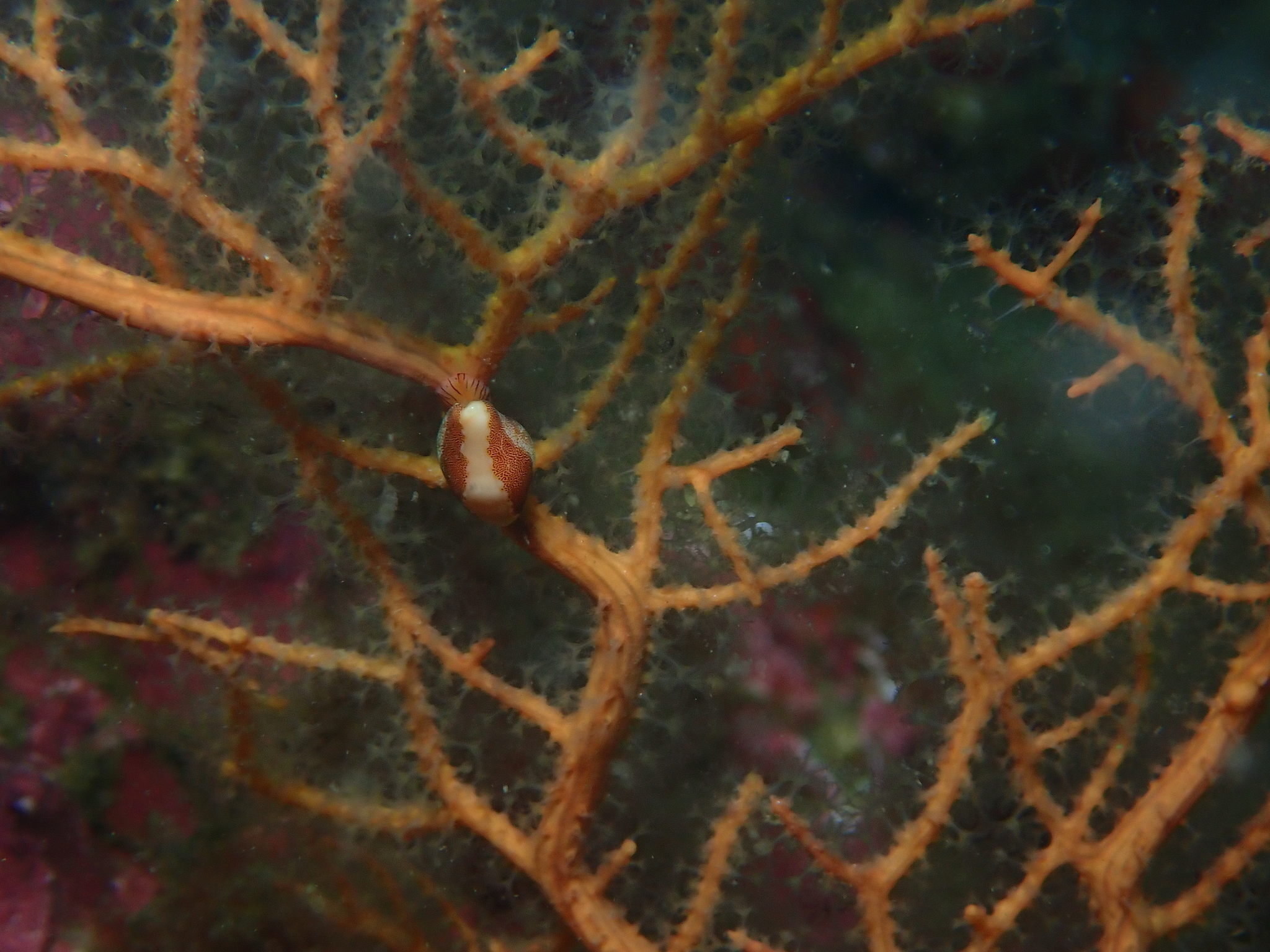 Simnia spelta (Linnaeus, 1758)