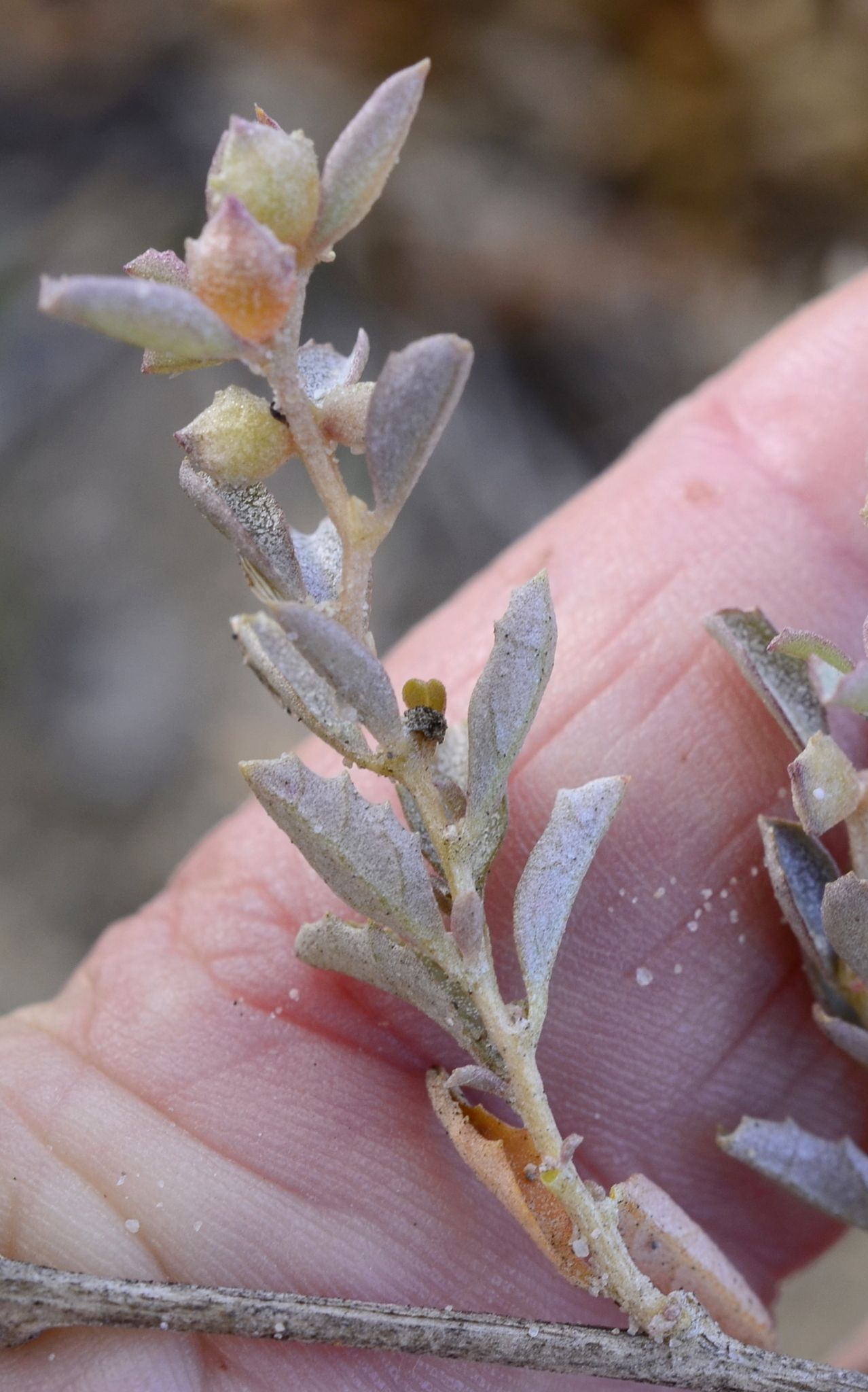 Atriplex semibaccata R.Br.