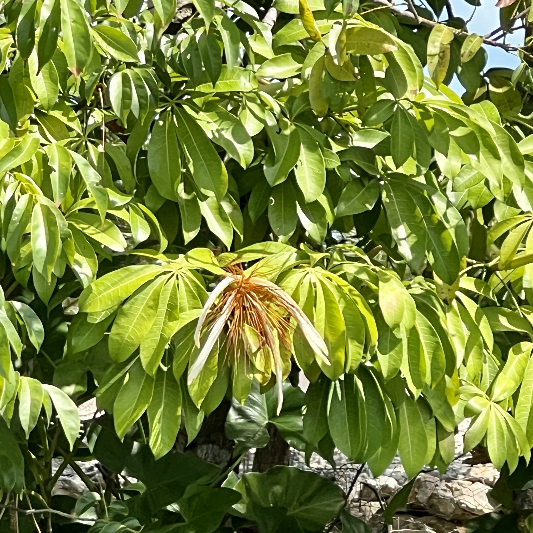 Pachira aquatica Aubl.