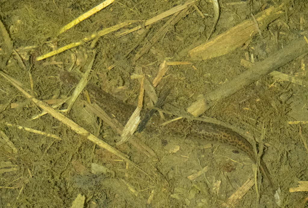 Oriental Weatherfish from 中国北京市朝阳区 on March 24, 2023 at 08:05 PM by ...