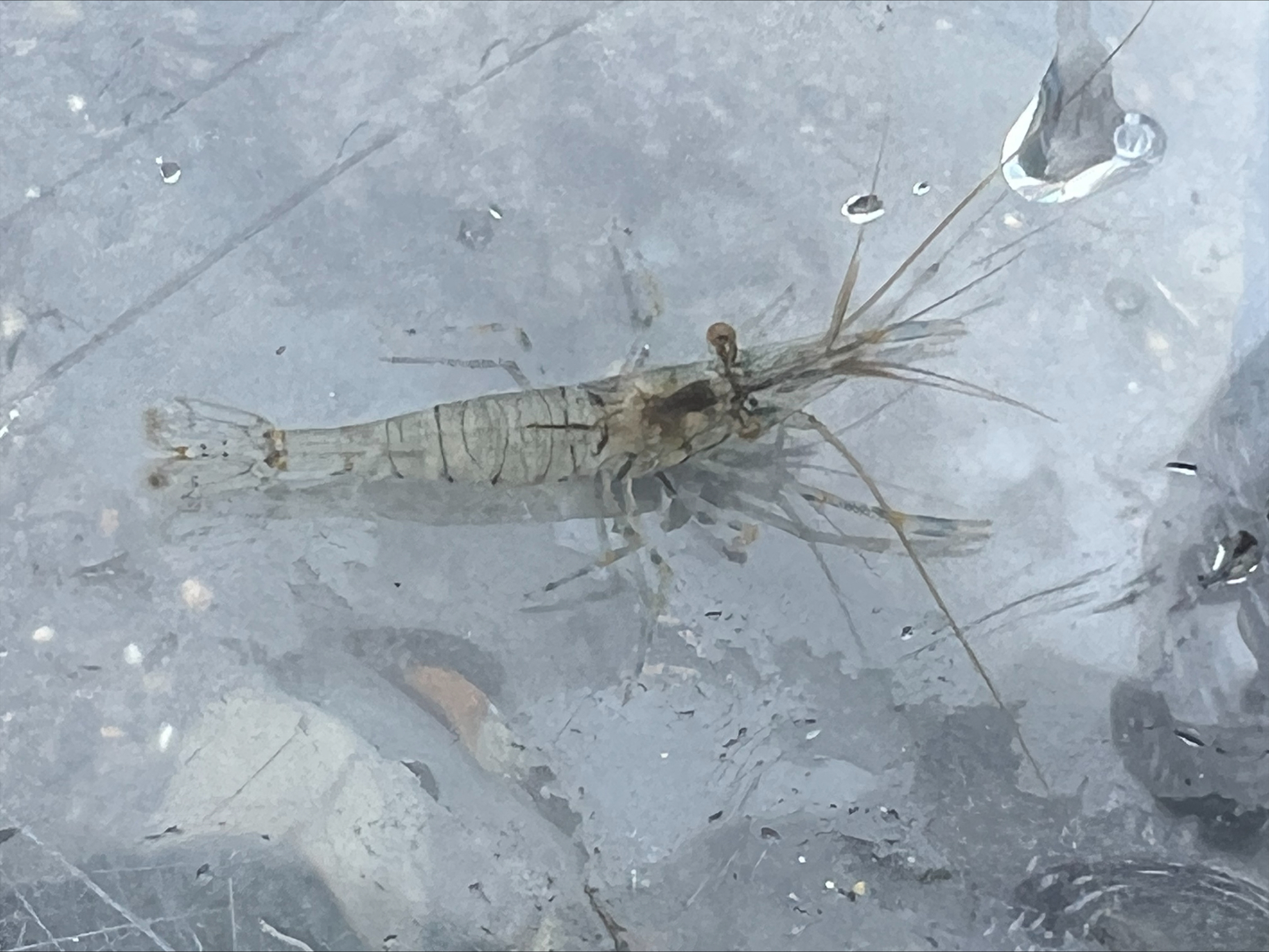 Palaemon elegans Rathke, 1836