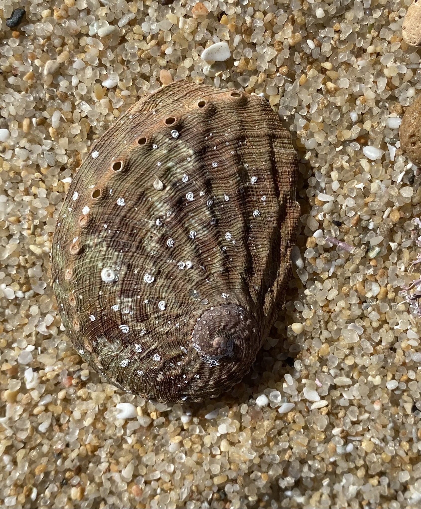 Haliotis rubra Leach, 1814