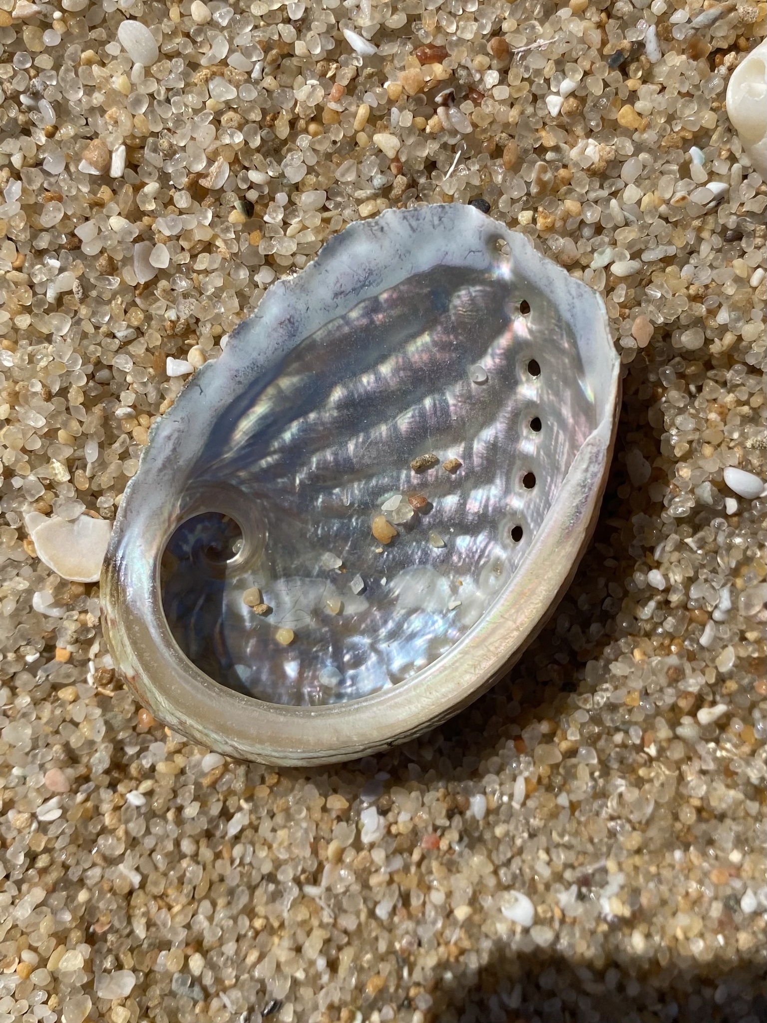 Haliotis rubra Leach, 1814