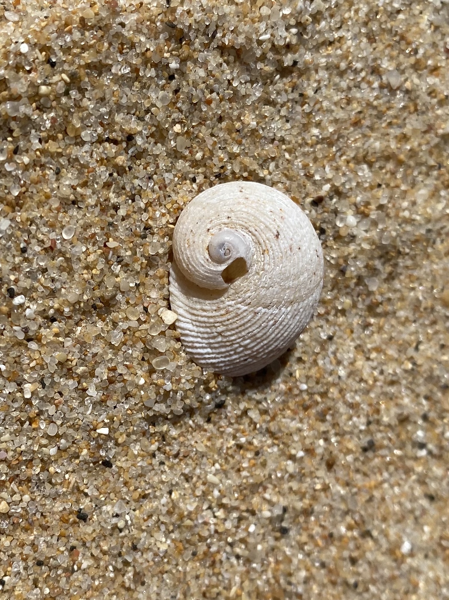 Granata imbricata (Lamarck, 1816)