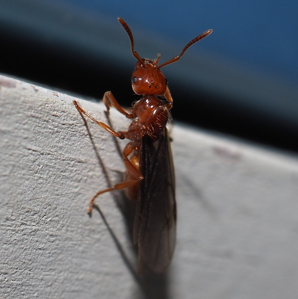 Larger Citronella Ant (Ants of Florida) · iNaturalist
