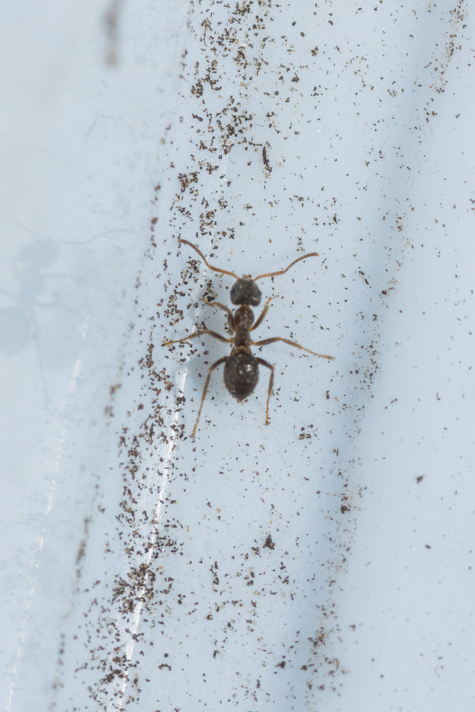 Lasius from 36066 Lupia VI, Italia on March 23, 2023 at 05:31 PM by ...