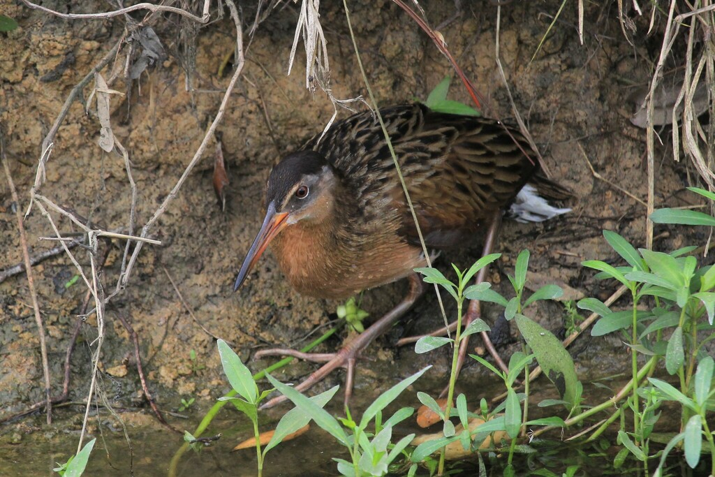 King × Clapper Rail from Victoria, TX, USA on March 23, 2023 at 11:07 ...