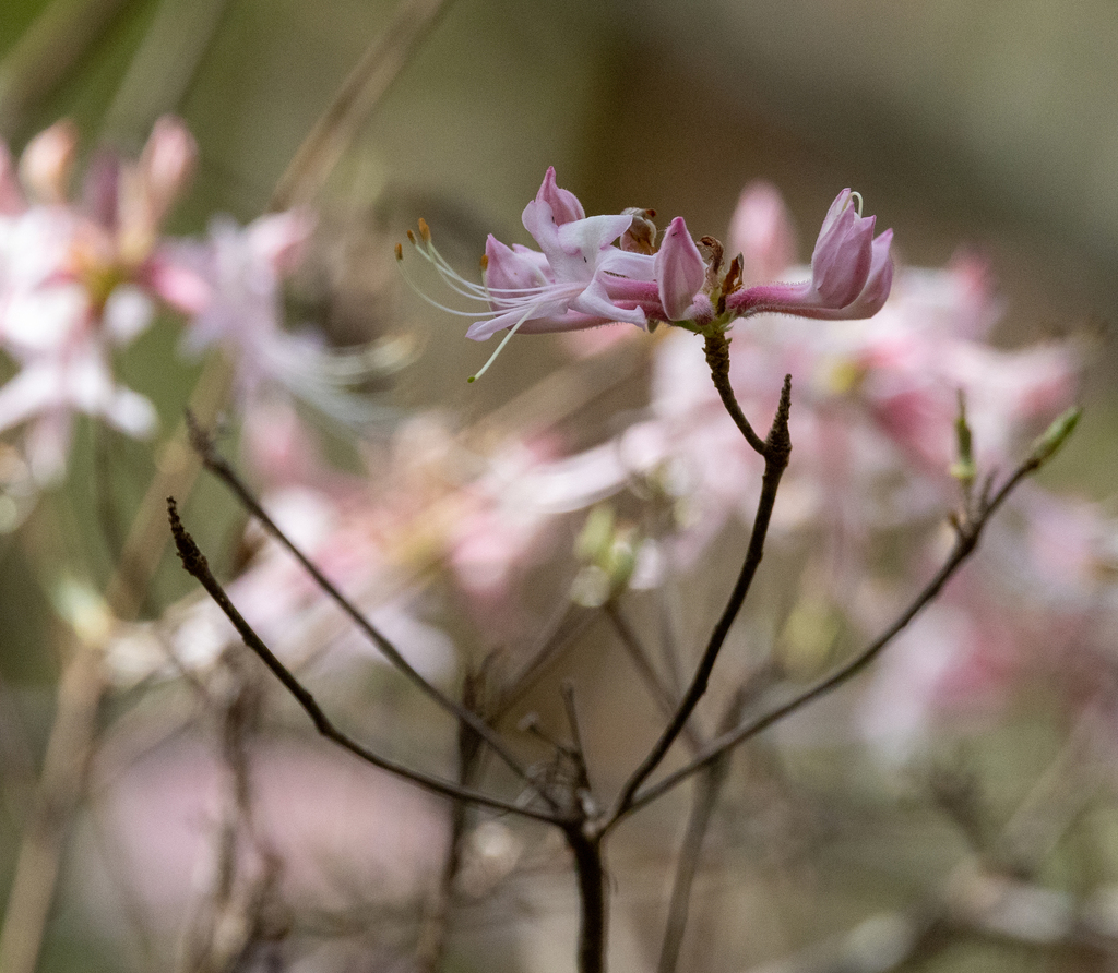 Pinxter Flower from Pond trail, Bladen County, NC, USA on March 23 ...