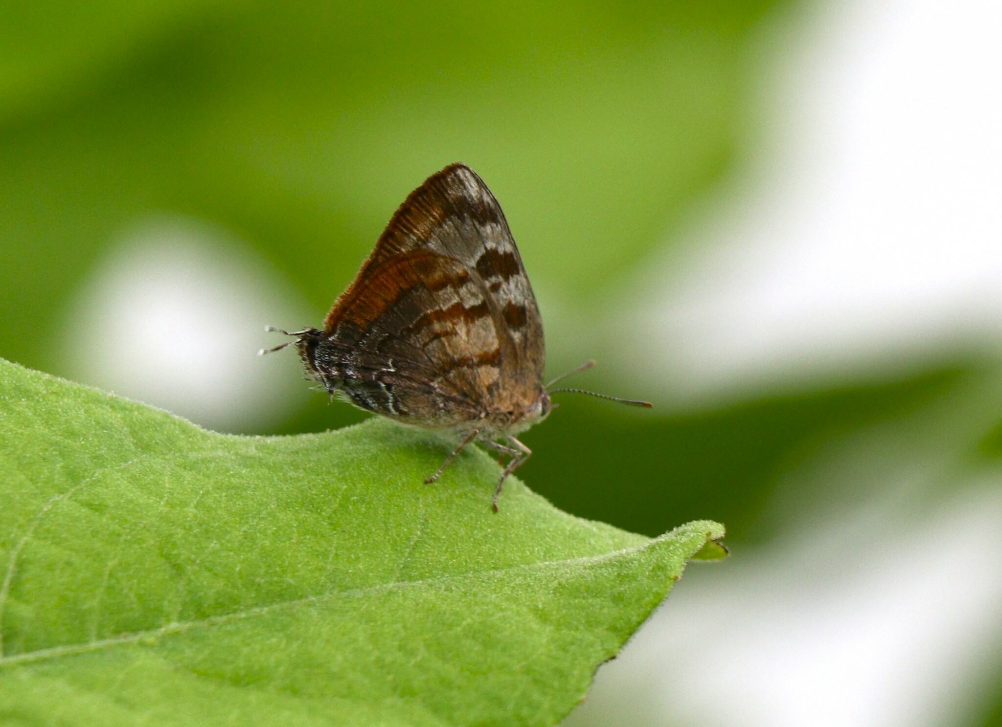 Rekoa palegon (Cramer, 1780)