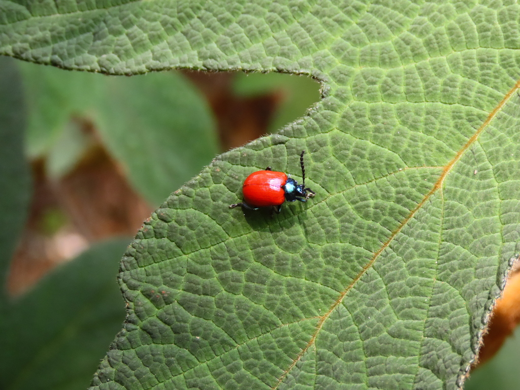 Leaf Beetles from 香港大帽山 on March 24, 2023 at 11:48 AM by gary_siu ...